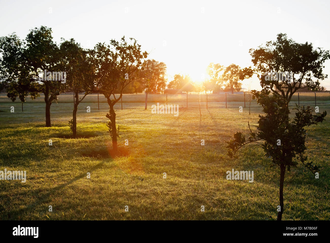 Trees in a field Stock Photo - Alamy