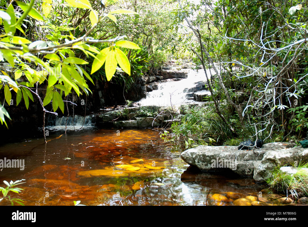 River flowing through a forest Stock Photo - Alamy
