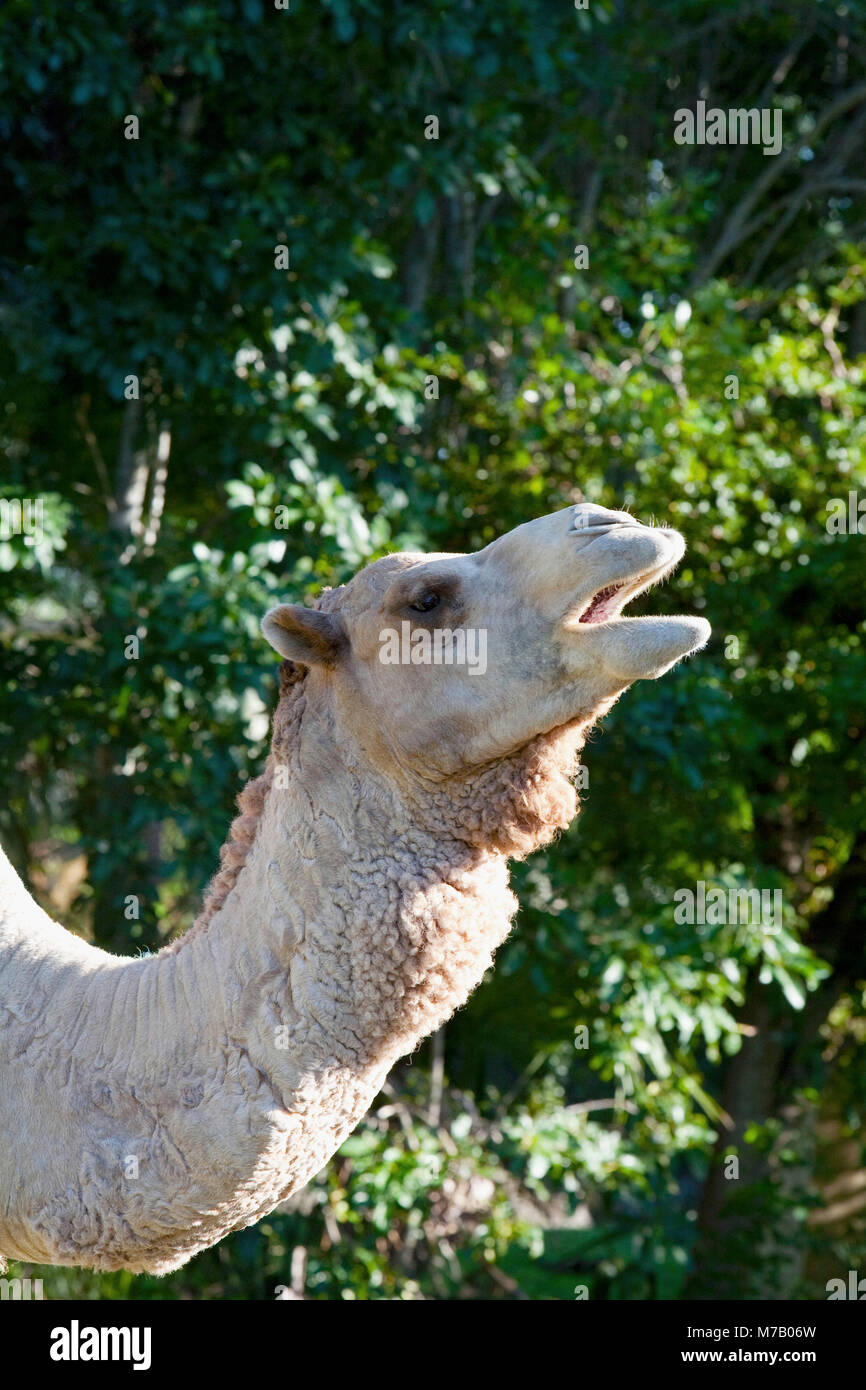 Animal call photos hi-res stock photography and images - Alamy