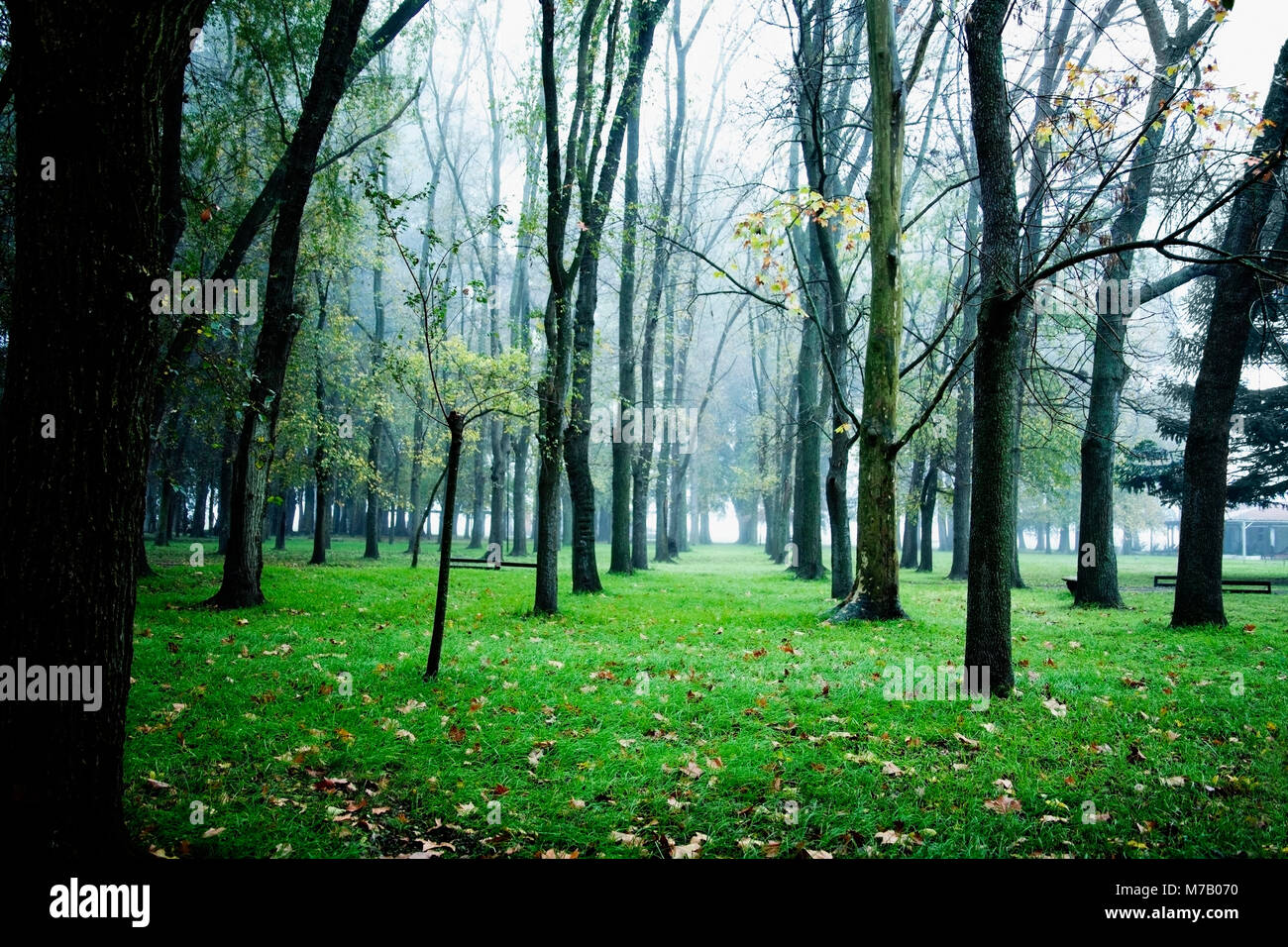 Trees in a park Stock Photo - Alamy