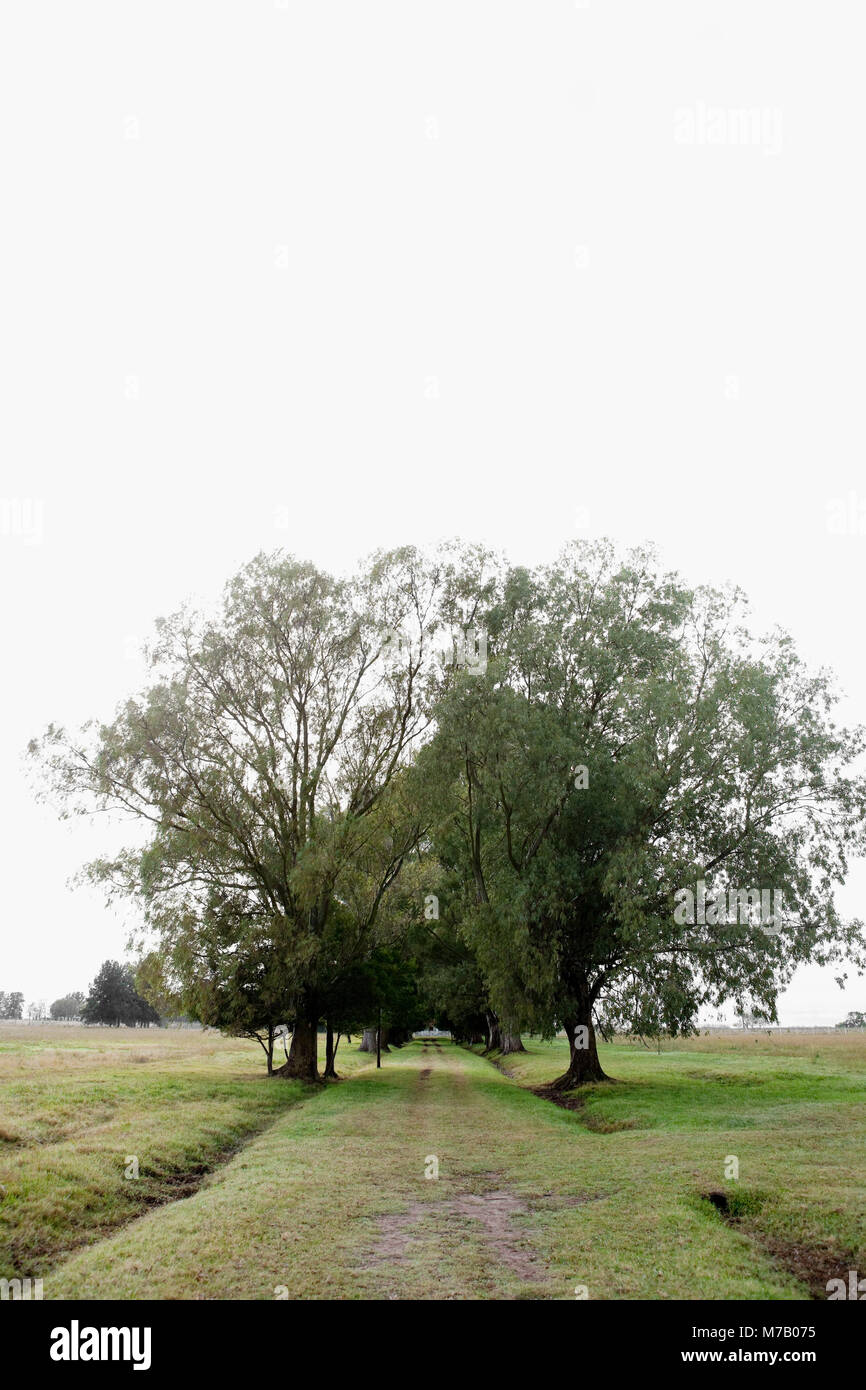 Trees in a field Stock Photo - Alamy