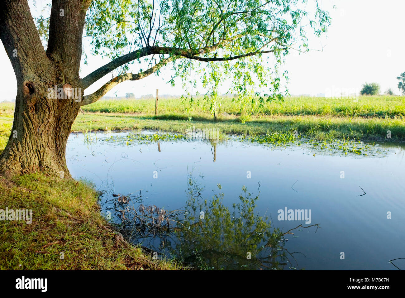 Tree near a marsh Stock Photo - Alamy