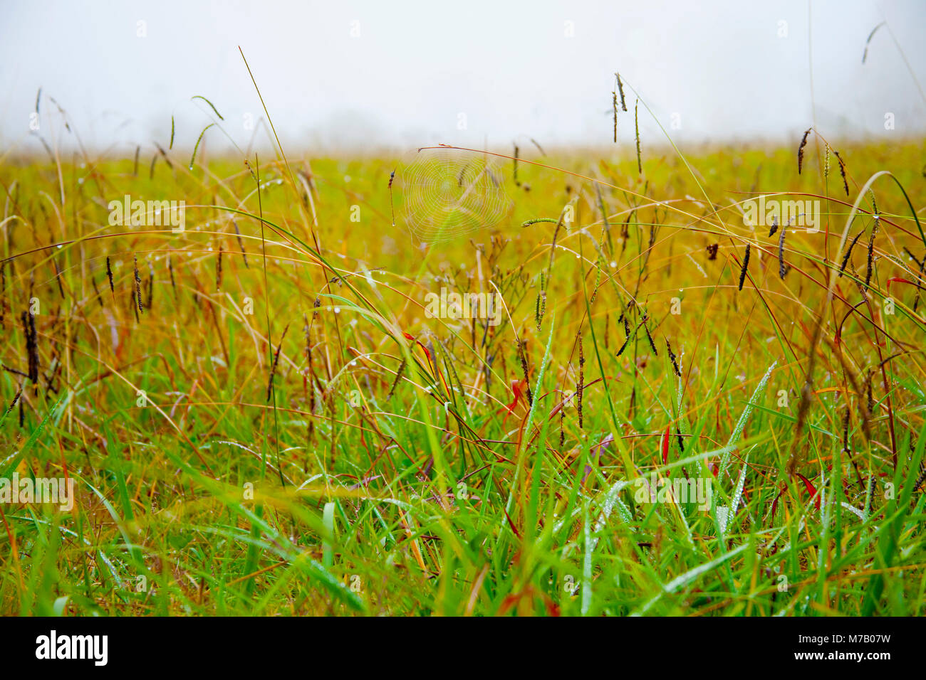 Steppe with tall grass hi-res stock photography and images - Alamy