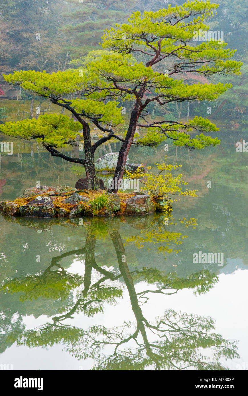 Reflection of trees in a forest Stock Photo - Alamy