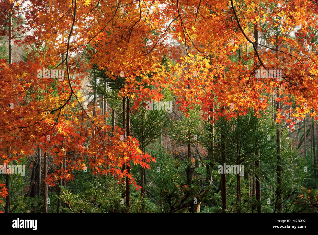 Trees in a forest Stock Photo - Alamy