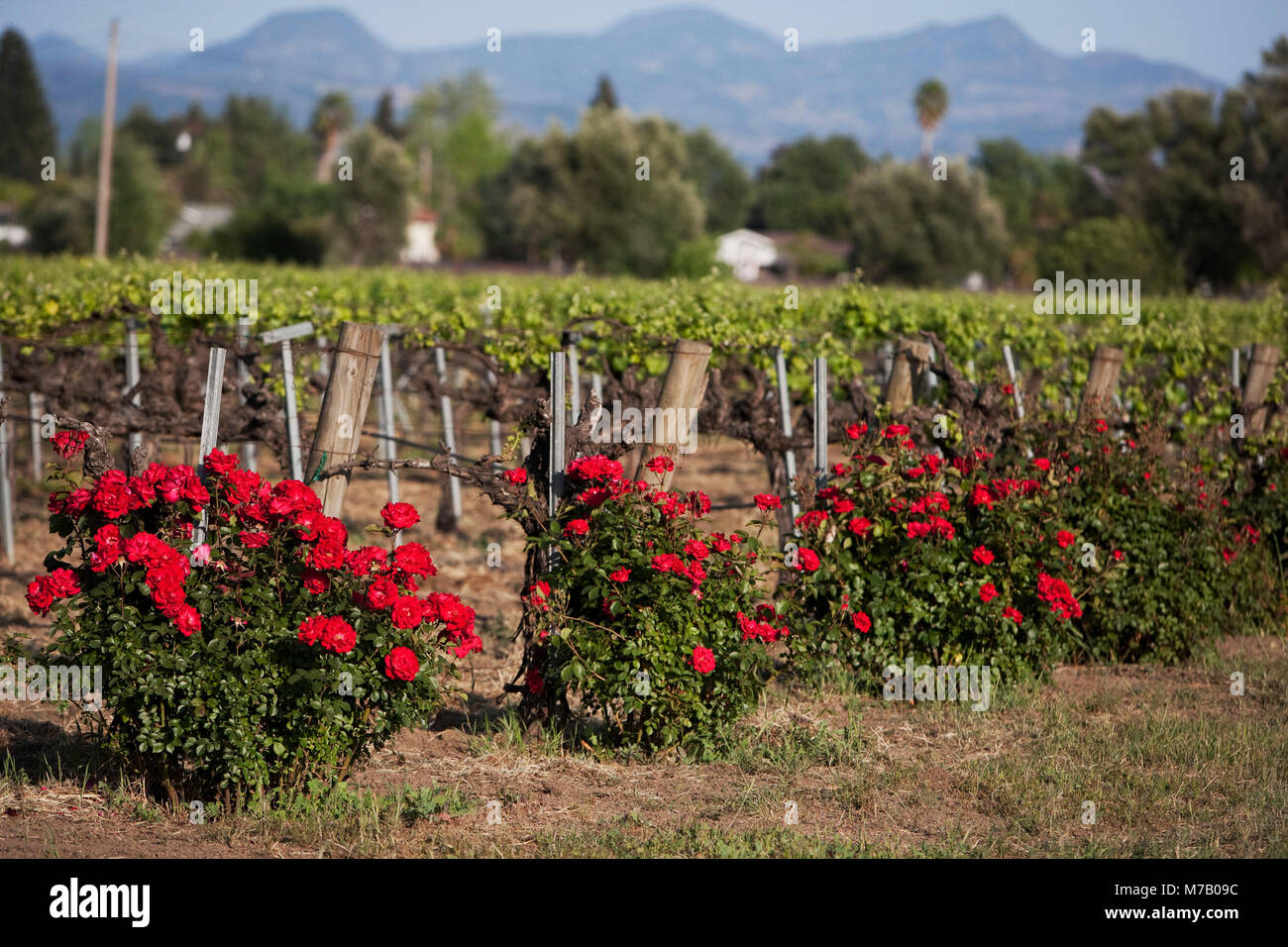 Cultivated vineyard photos hi-res stock photography and images - Alamy