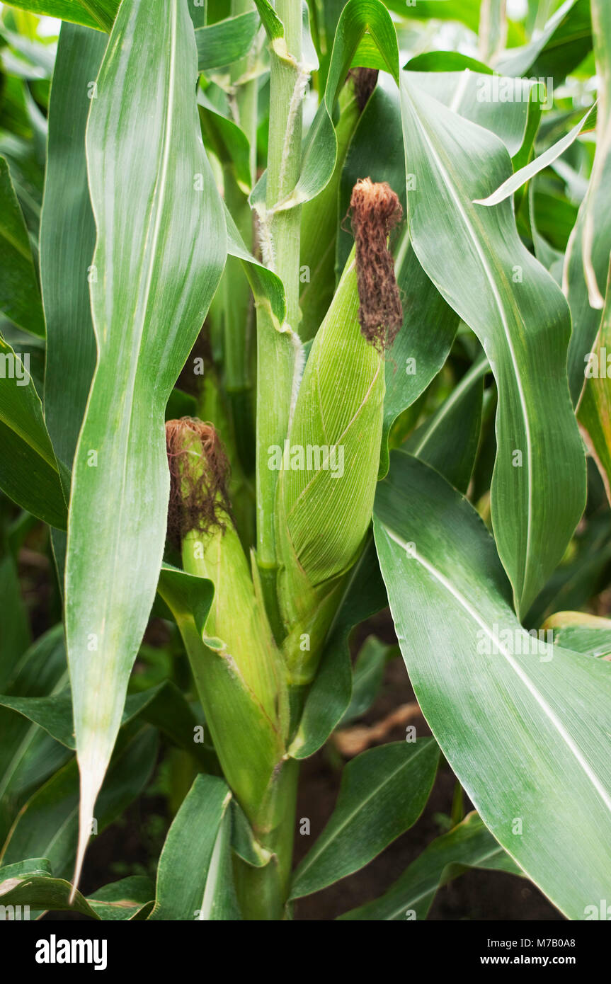 Maize crop colombia hi-res stock photography and images - Alamy