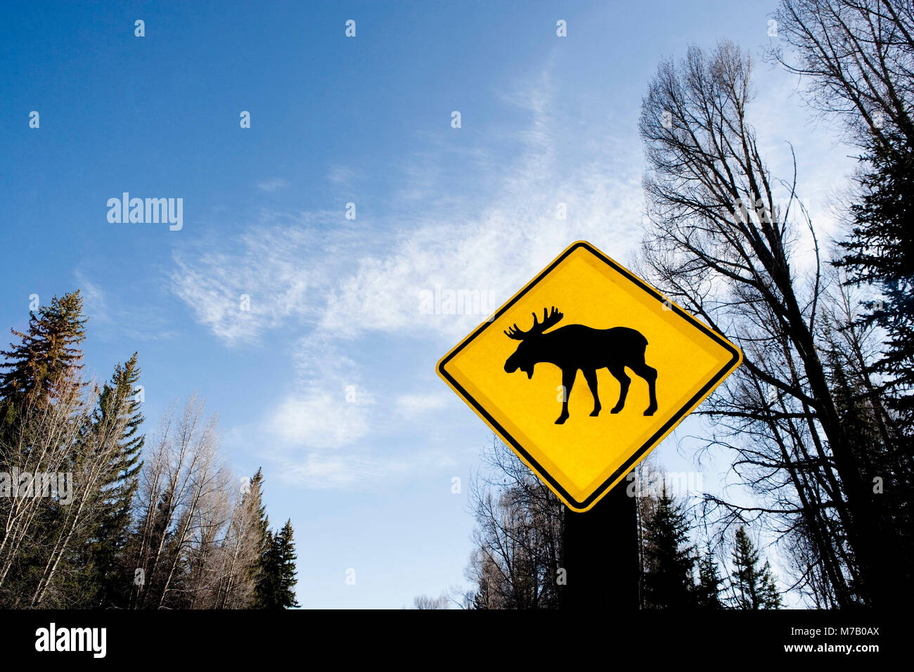 Moose Crossing sign in a forest, Yellowstone National Park, Wyoming ...