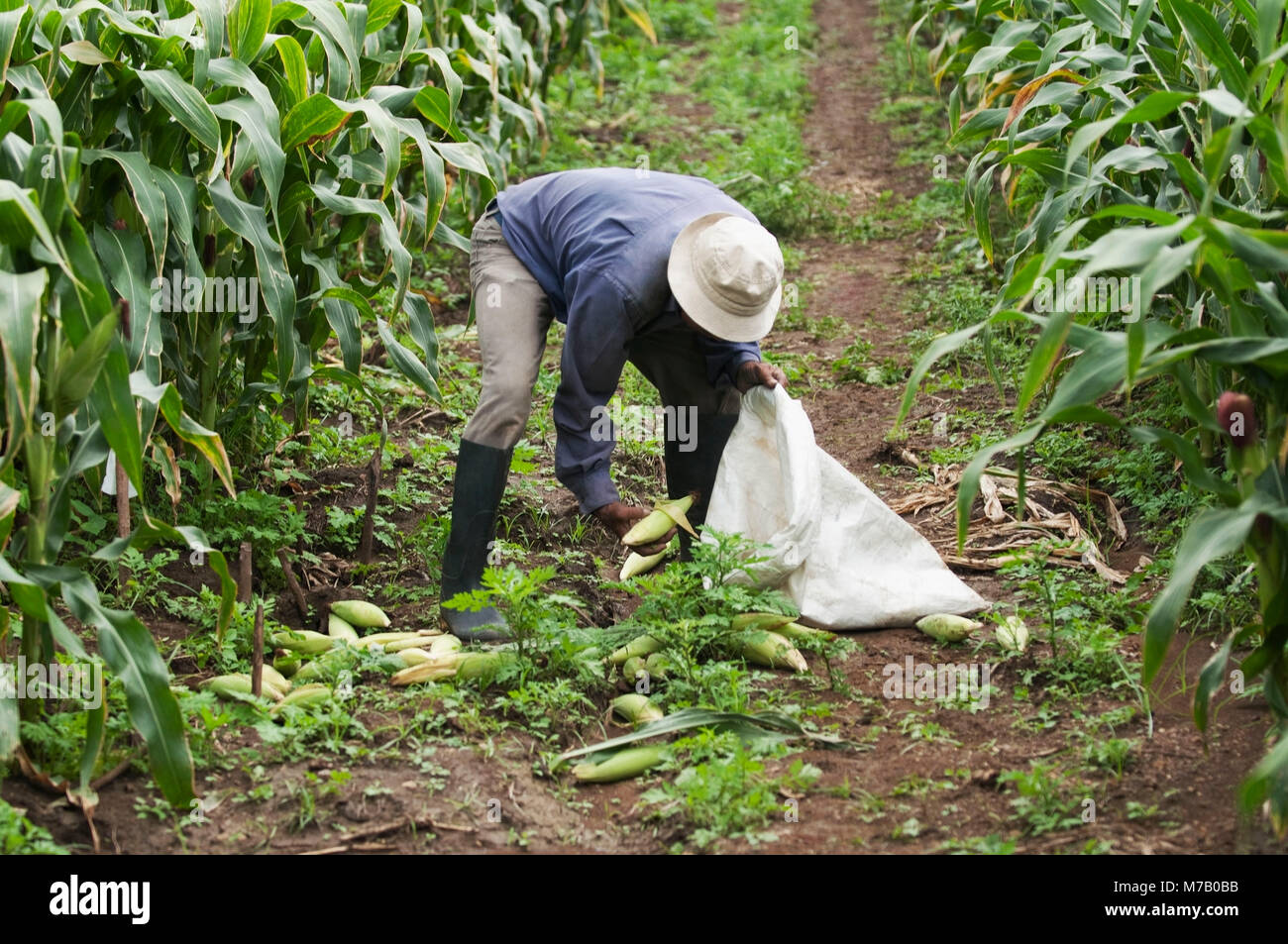 Field corn being harvested in hi-res stock photography and images - Alamy