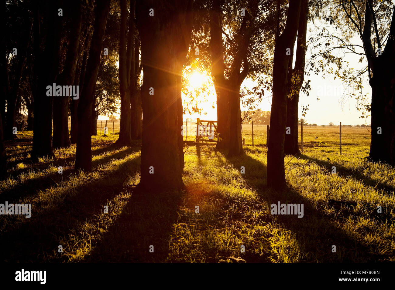 Sunlight passing through trees Stock Photo - Alamy Sunlight passing through trees Stock Photo - Alamy