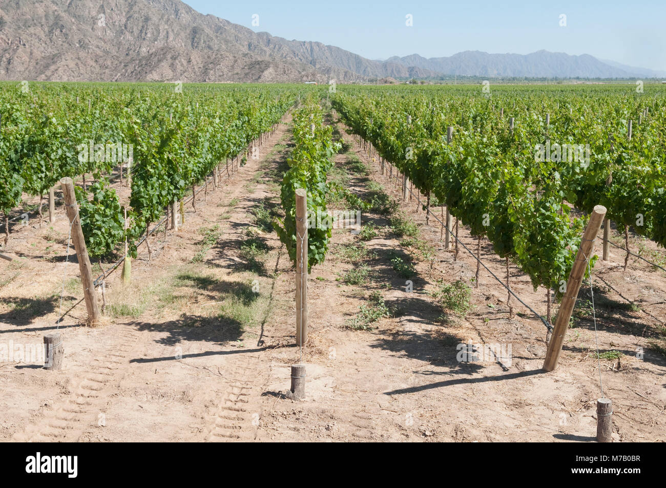Vineyard, Chilecito, La Rioja Province, Argentina Stock Photo - Alamy