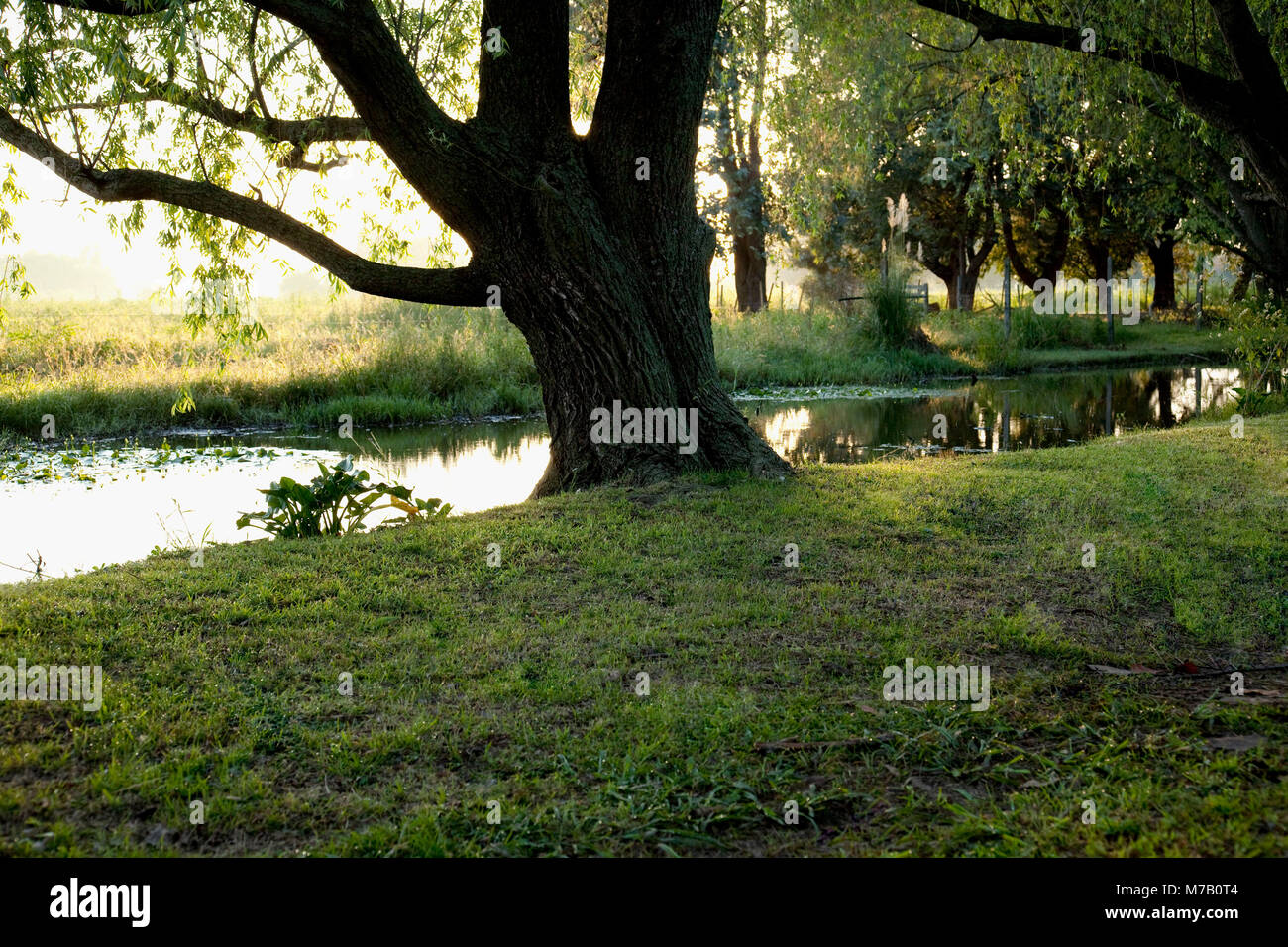 Ground cover pond hi-res stock photography and images - Alamy