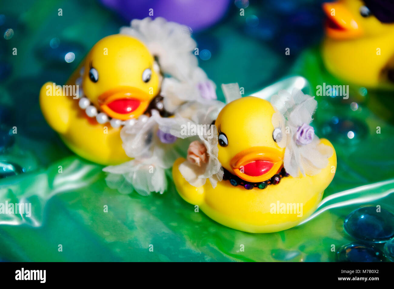 Close-up of a homosexual couple of rubber ducks Stock Photo - Alamy