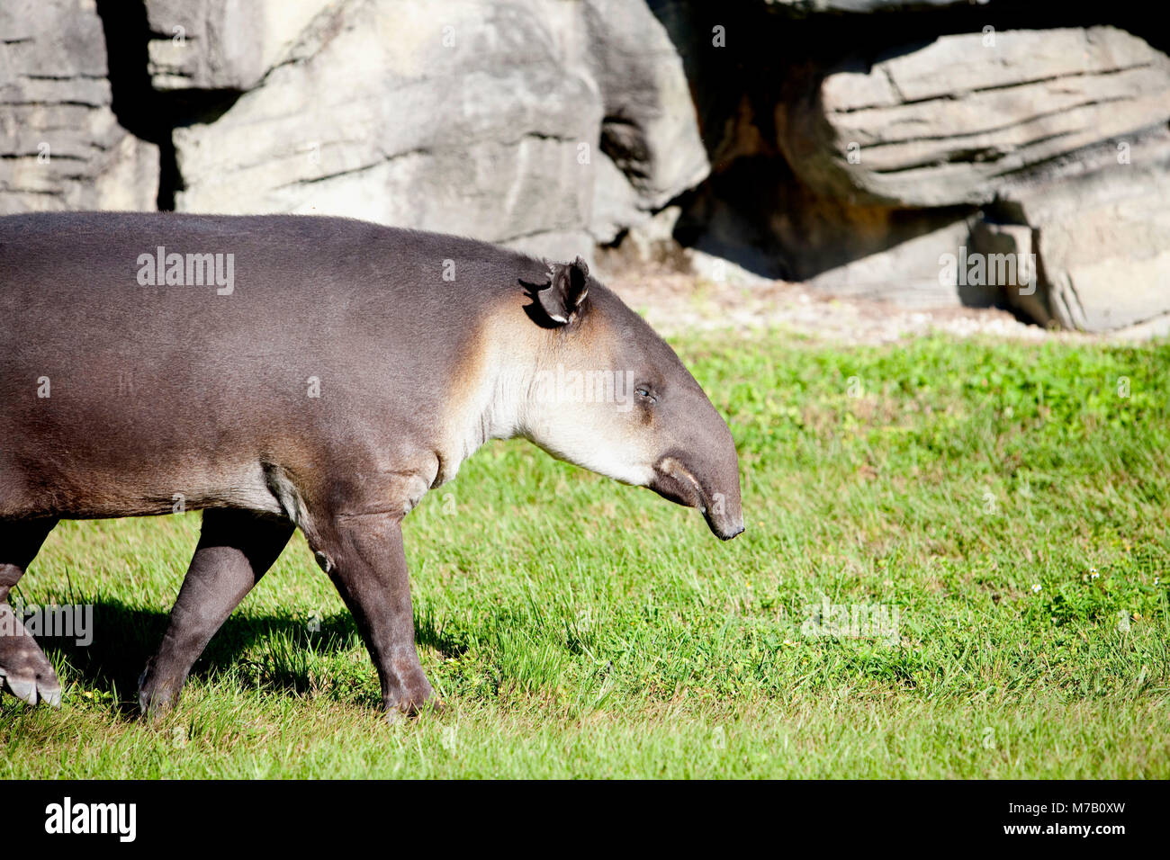 Tapir walking on grass, Miami, Florida, USA Stock Photo - Alamy