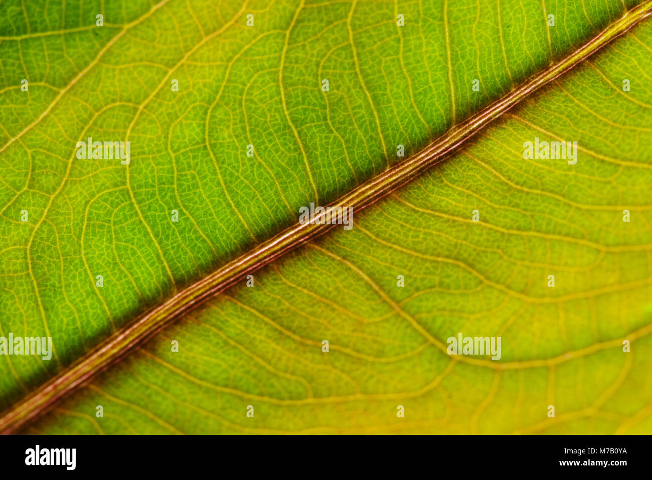 Close-up of a leaf Stock Photo - Alamy