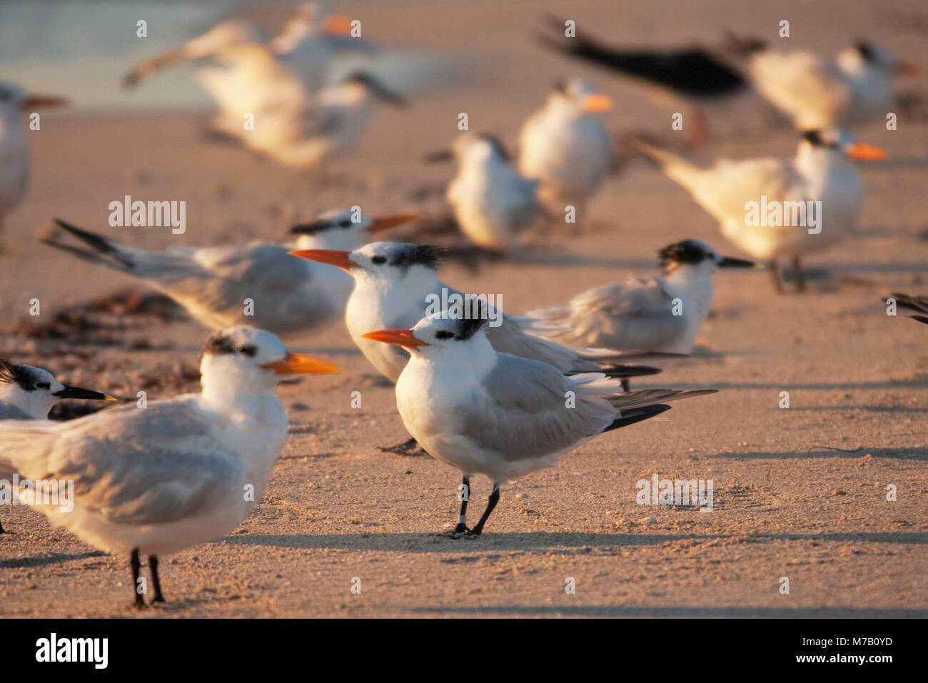 Flock of birds on the beach, Miami Beach, Florida, USA Stock Photo - Alamy