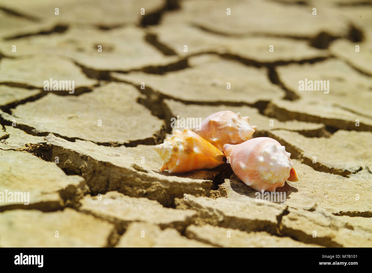 Conch shells on a textured cracked landscape Stock Photo - Alamy