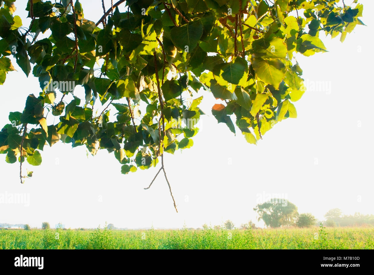 Tree with crop in a field Stock Photo - Alamy