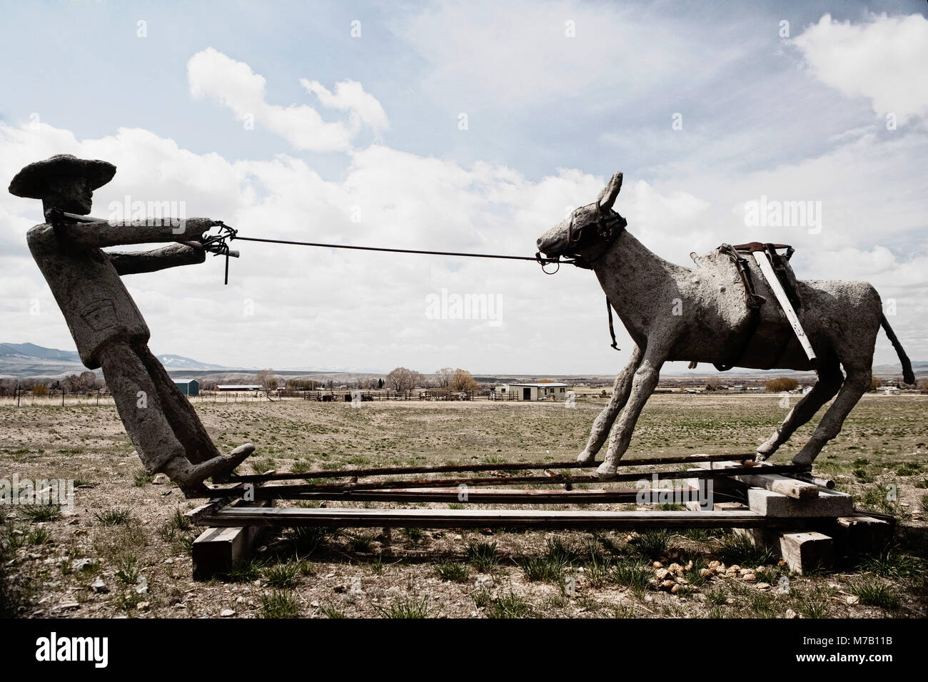 Stubborn mule hi-res stock photography and images - Alamy