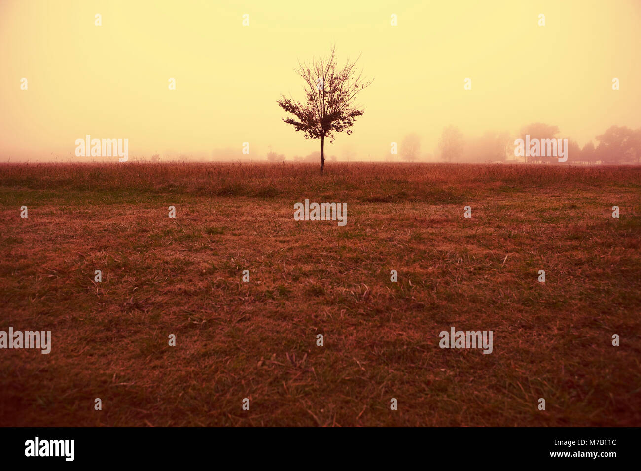 Trees in a field Stock Photo - Alamy
