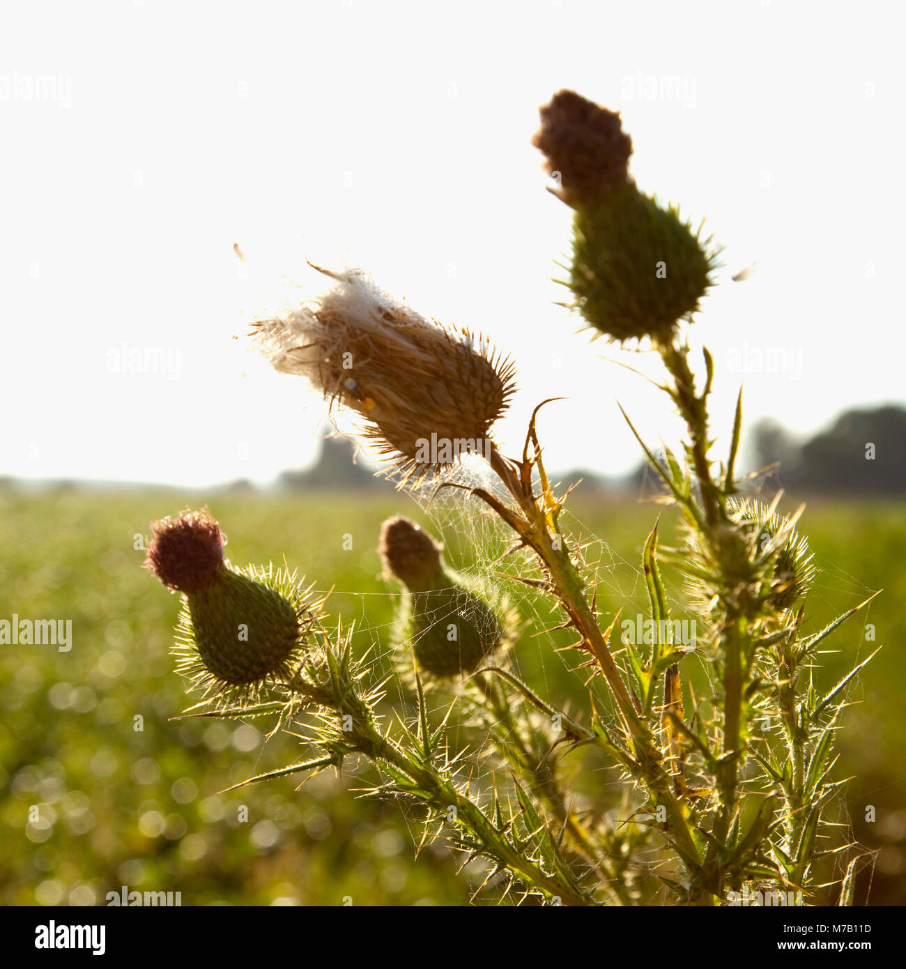 Close-up of thistles in a field Stock Photo - Alamy