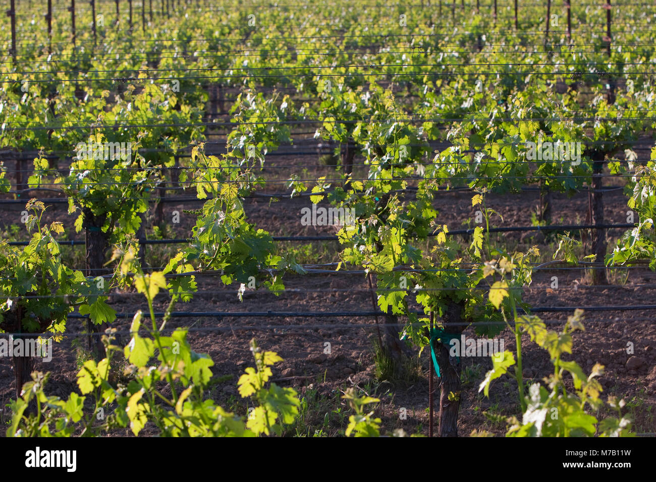 California napa valley landscapes hi-res stock photography and images ...