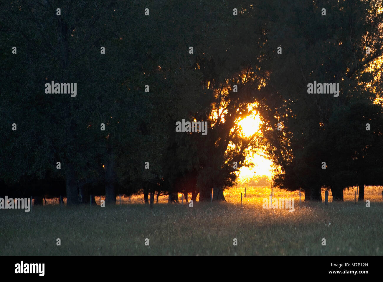 Trees in a field at dawn Stock Photo - Alamy