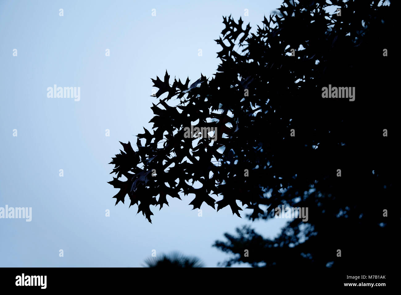 Silhouette of a maple tree at sunrise Stock Photo - Alamy