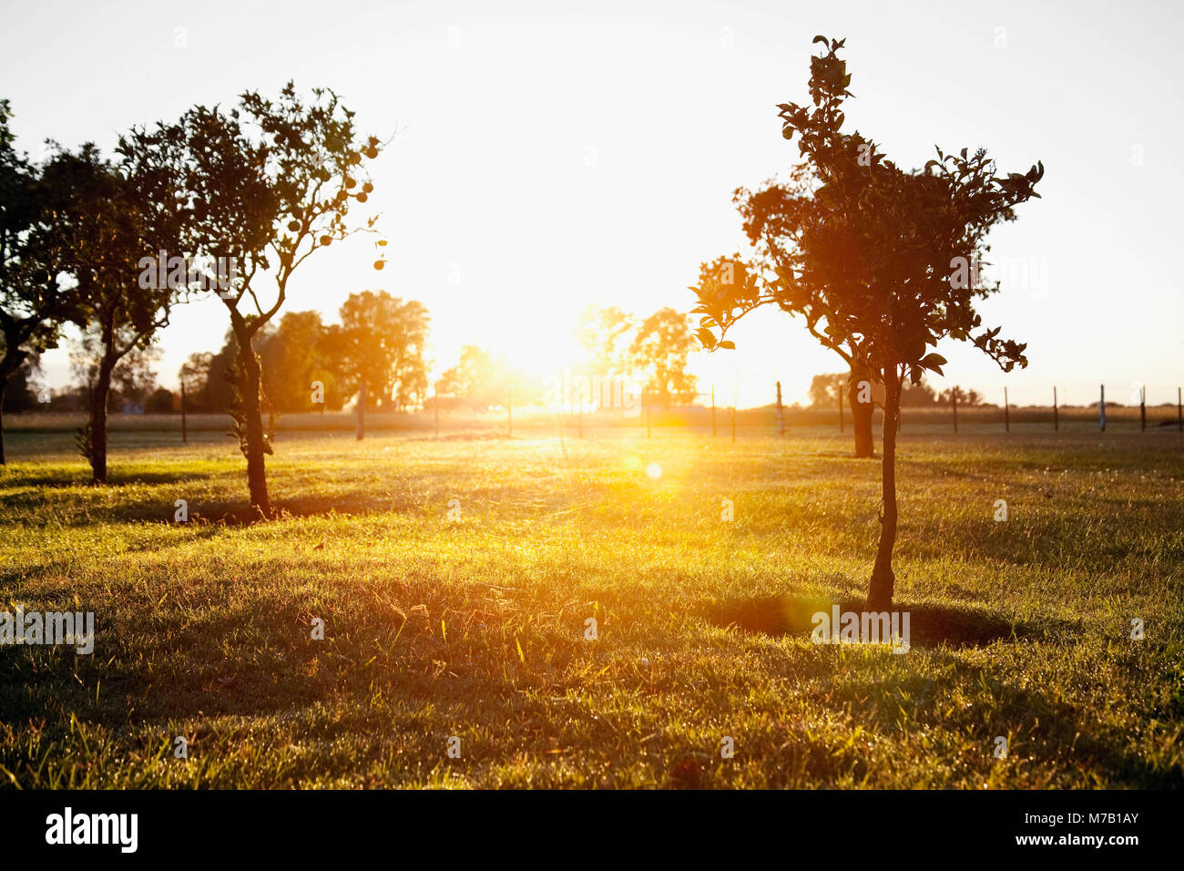 Trees in a field Stock Photo - Alamy