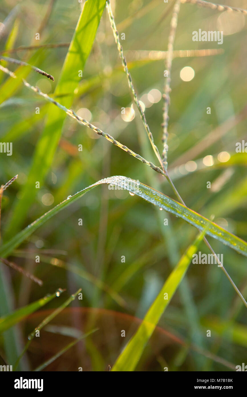 Close-up of dew drops on tall grass Stock Photo - Alamy
