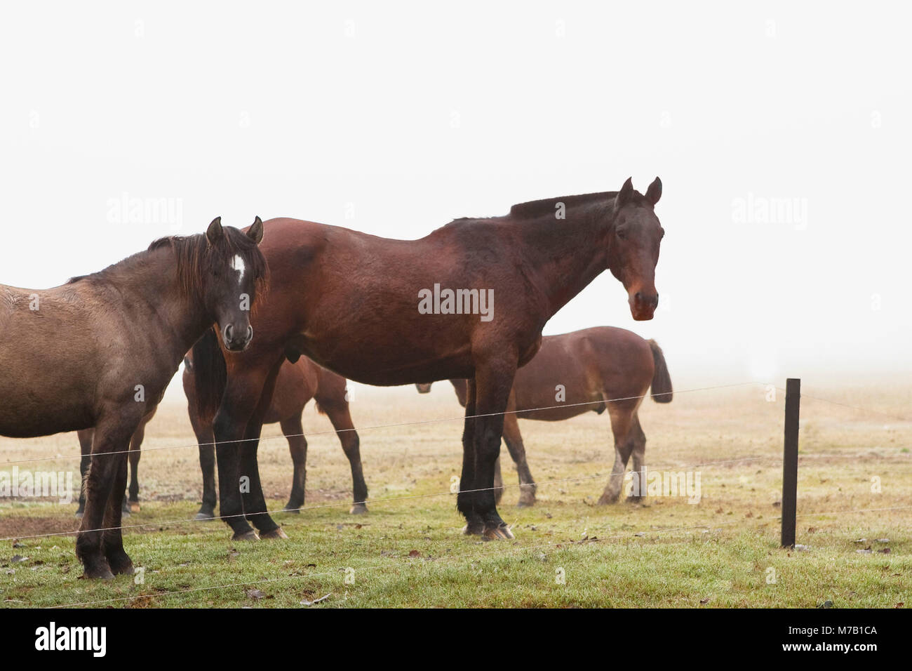 Horses in a ranch Stock Photo - Alamy
