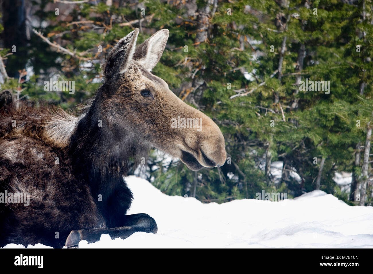 Female Moose High Resolution Stock Photography and Images - Alamy