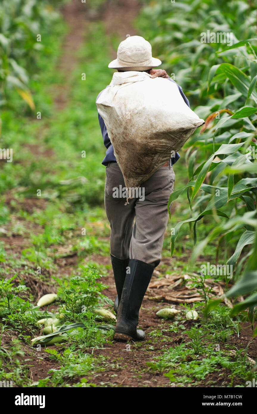 Farmer carrying grain sack hi-res stock photography and images - Alamy