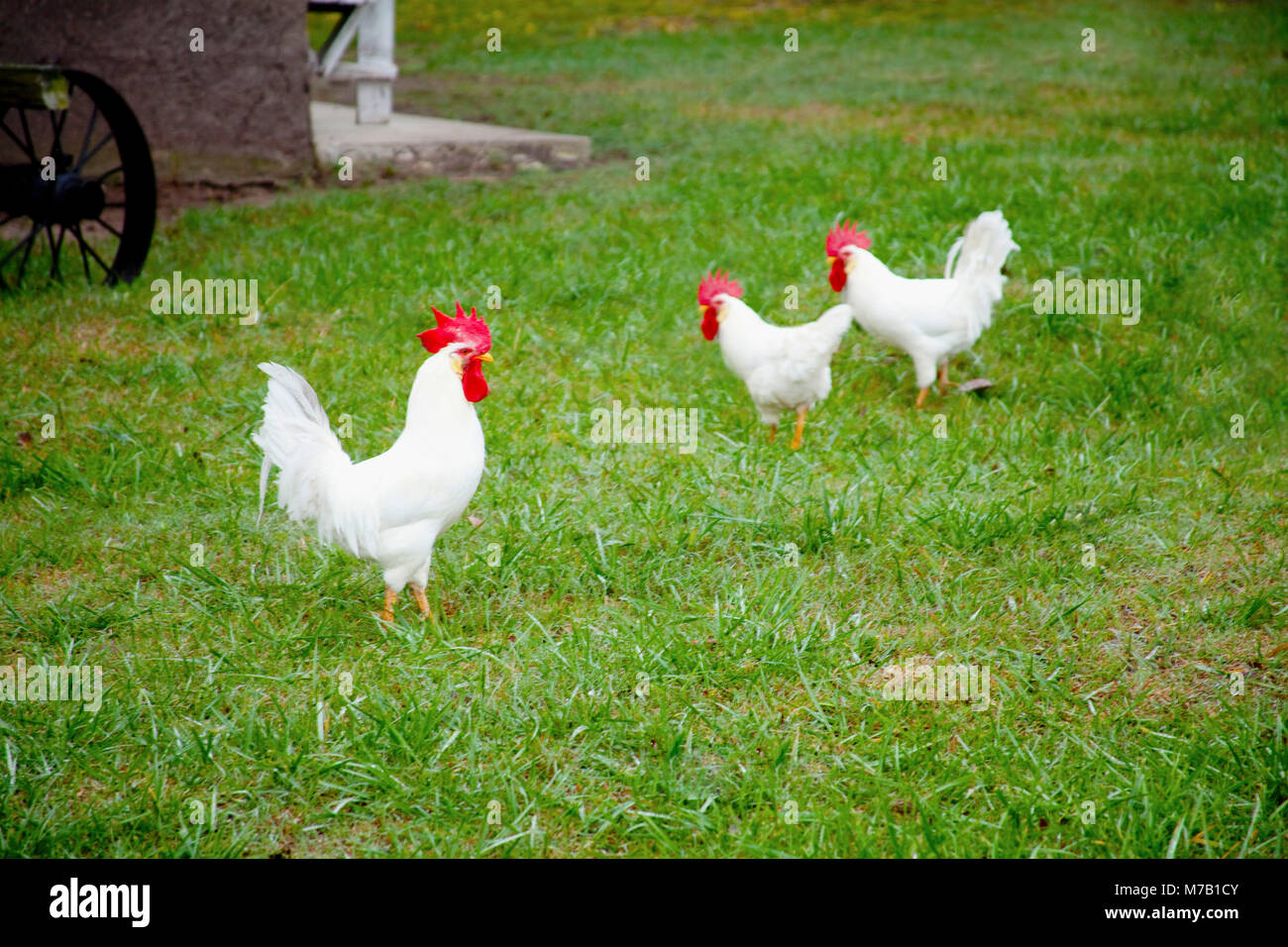 Chickens in a field Stock Photo - Alamy