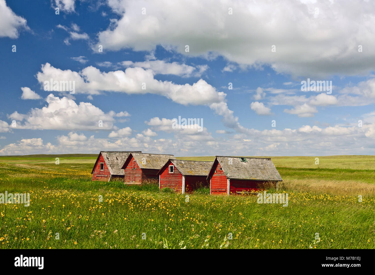 Kindersley, Saskatchewan, Canada. 14th Aug, 2010. A Canadian prairie ...