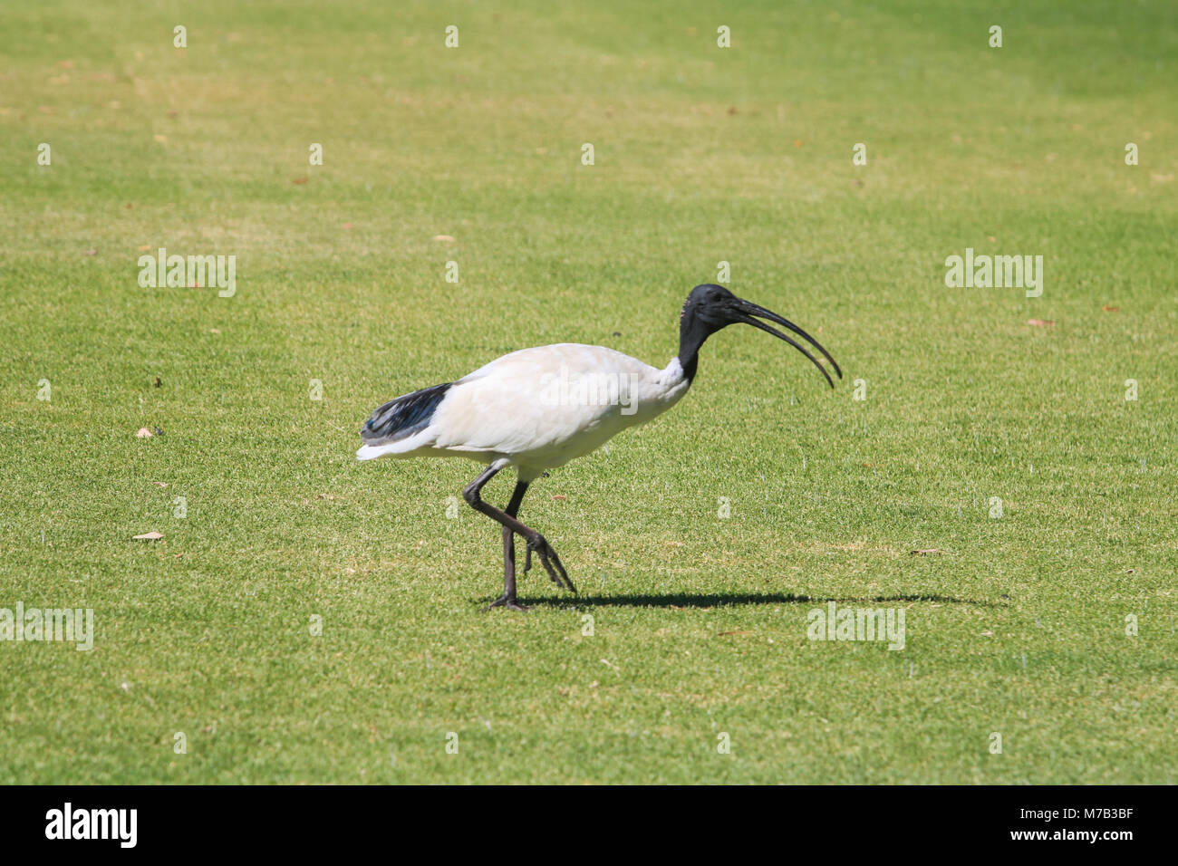 Australian scavenger birds hi-res stock photography and images - Alamy
