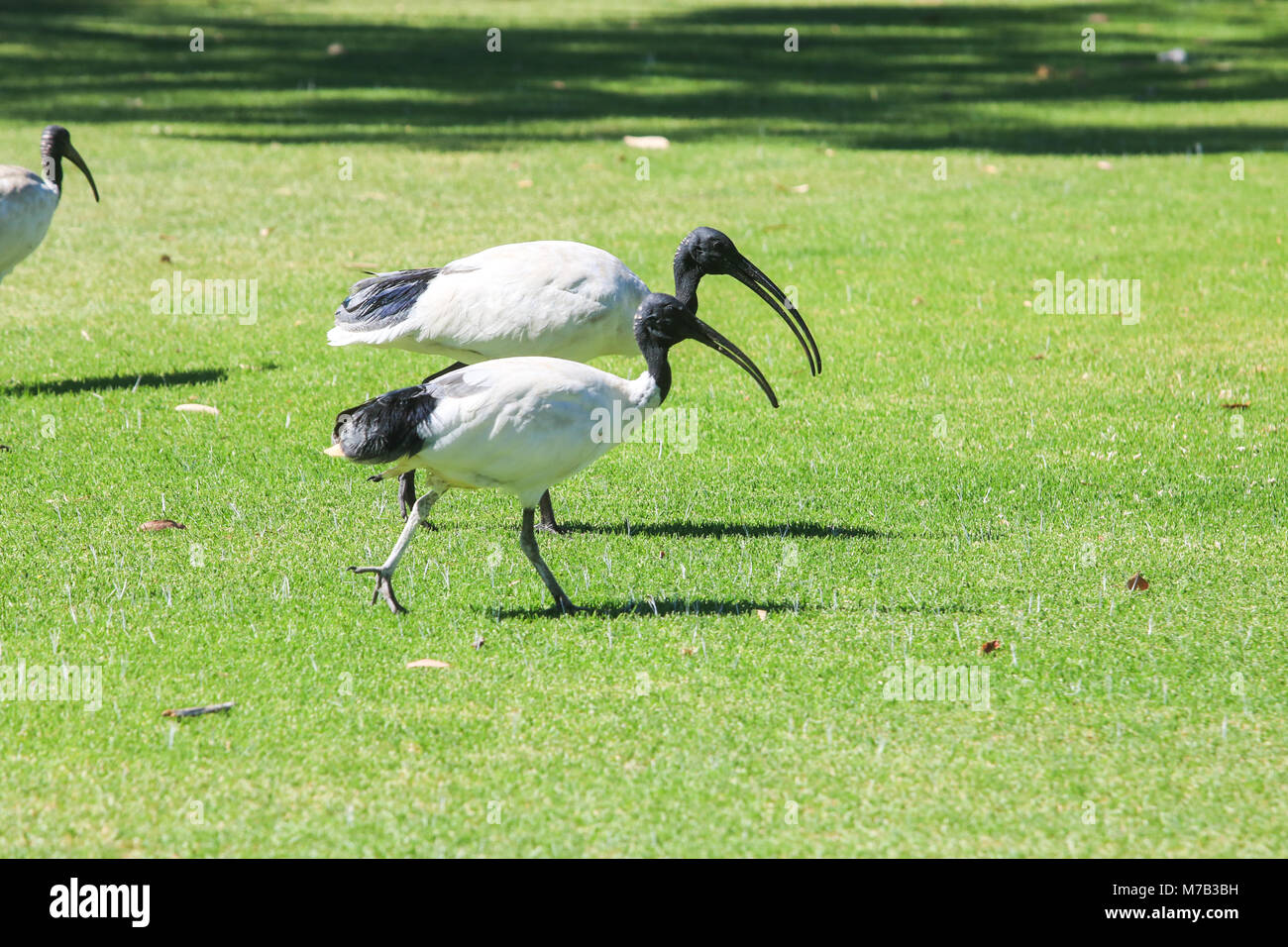 Adelaide Australia 10th March 2018. White Ibis birds commonly referred ...
