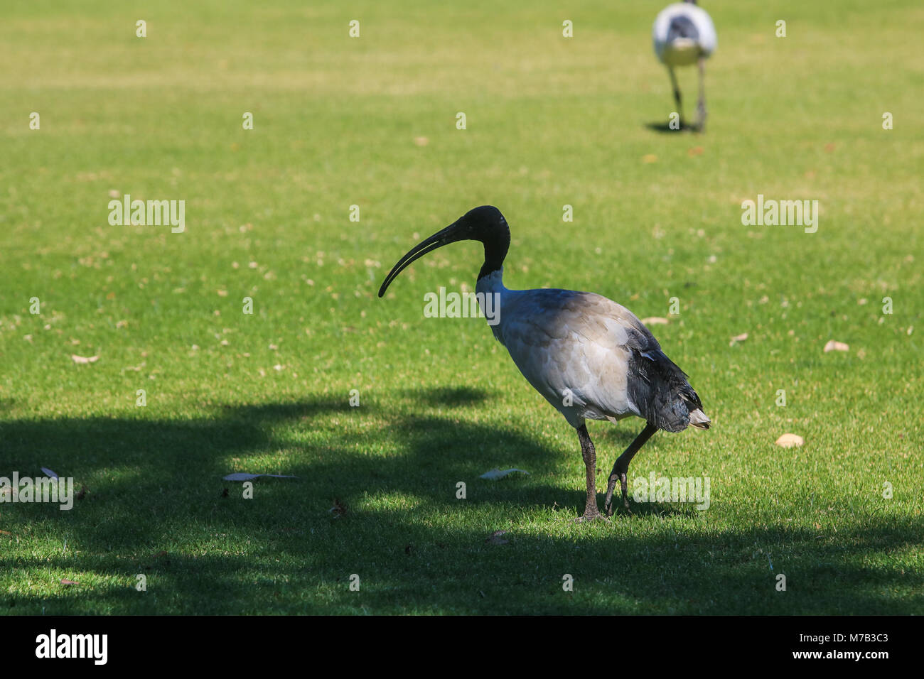 Australian scavenger birds hi-res stock photography and images - Alamy