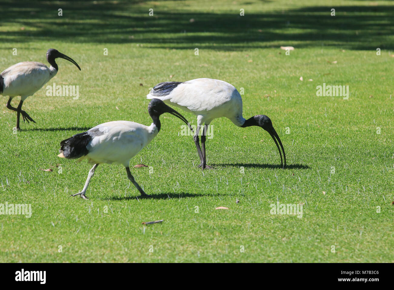 Australian scavenger birds hi-res stock photography and images - Alamy