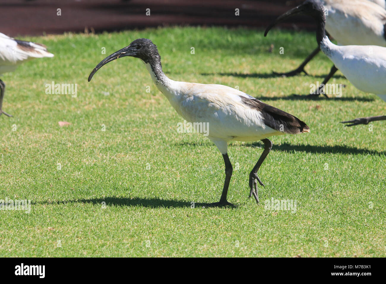 Australian scavenger birds hi-res stock photography and images - Alamy