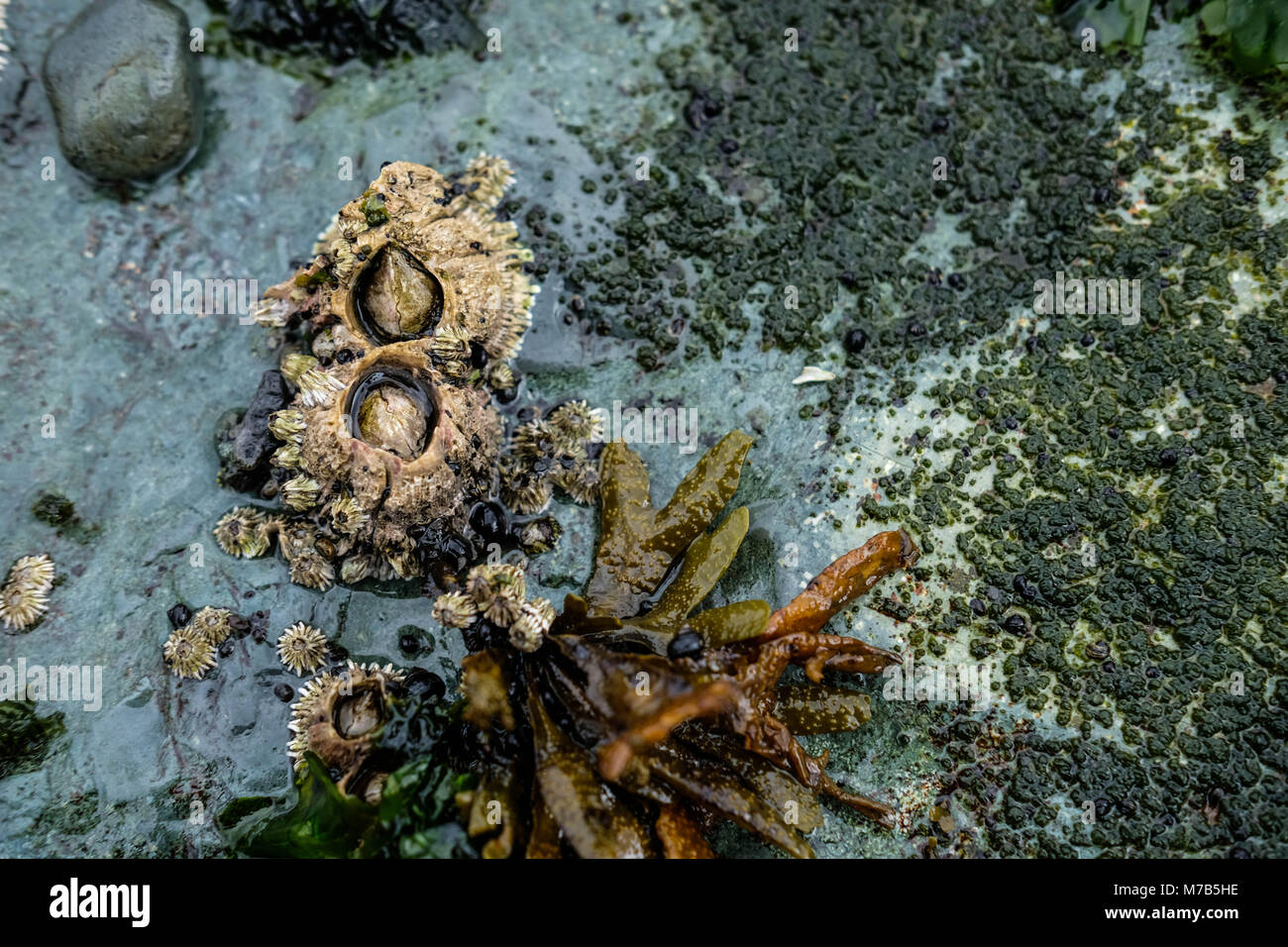Rock pool sea weed hi-res stock photography and images - Alamy