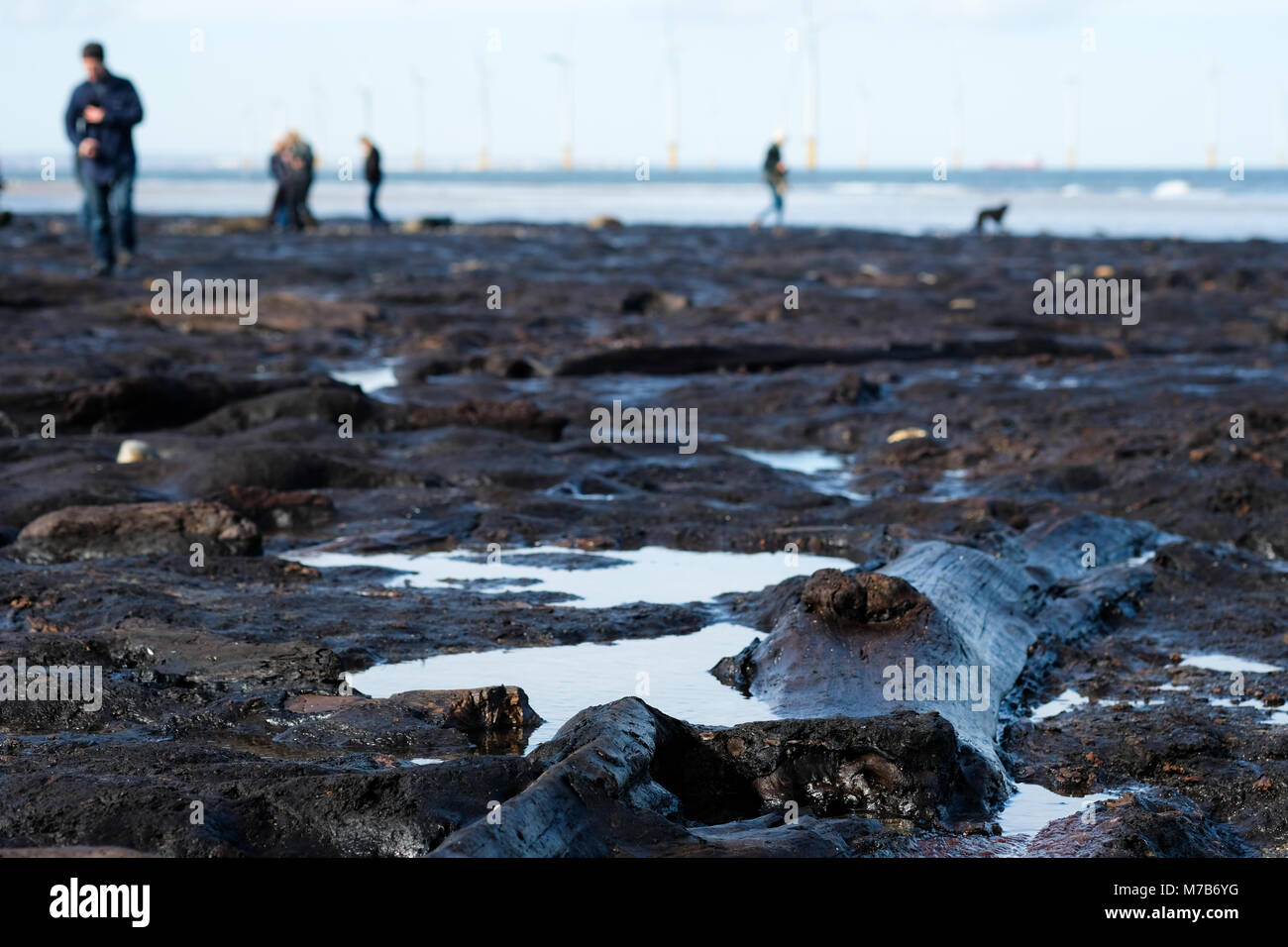 Prehistoric petrified forest unearthed on Redcar beach, UK, by Storm ...