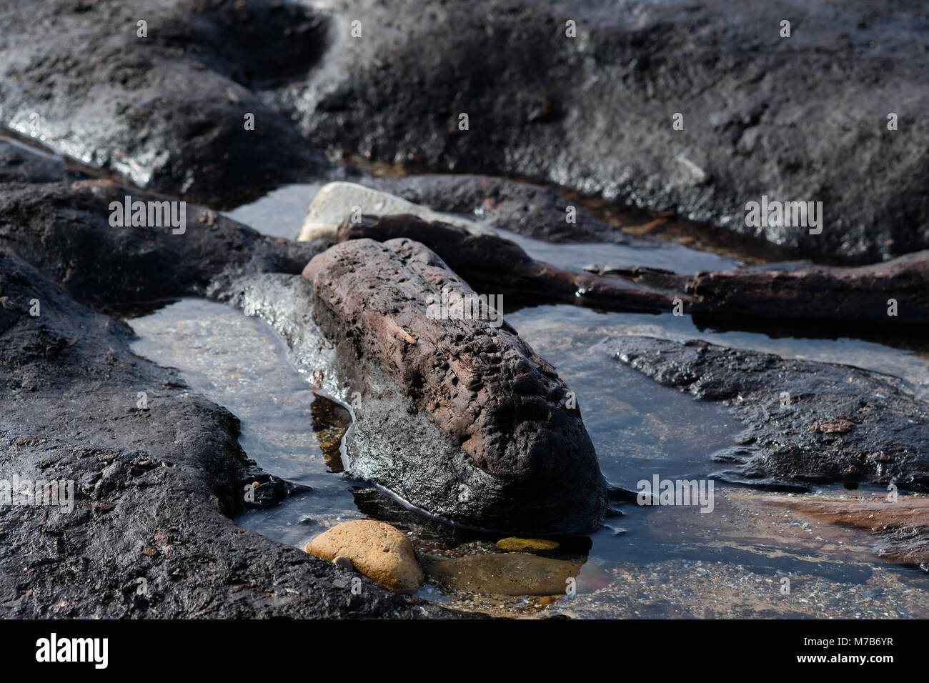 Prehistoric petrified forest unearthed on Redcar beach, UK, by Storm ...