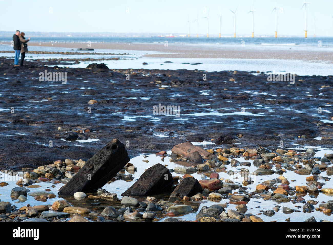 Prehistoric petrified forest unearthed on Redcar beach, UK, by Storm ...