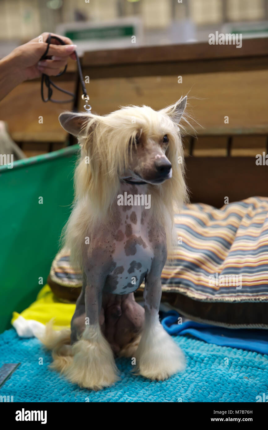 Birmingham,UK,10th March 2018,Crufts presented by the Kennel Club at ...