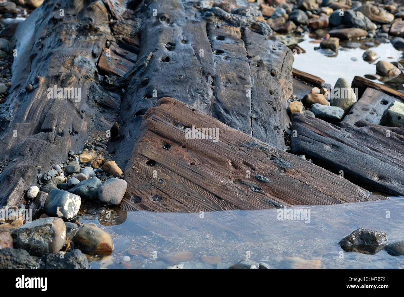Prehistoric petrified forest unearthed on Redcar beach, UK, by Storm ...