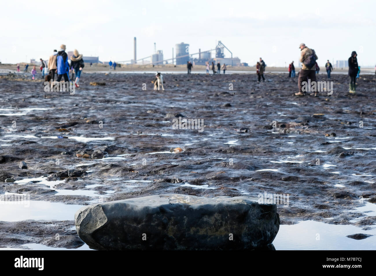 Prehistoric petrified forest unearthed on Redcar beach, UK, by Storm ...