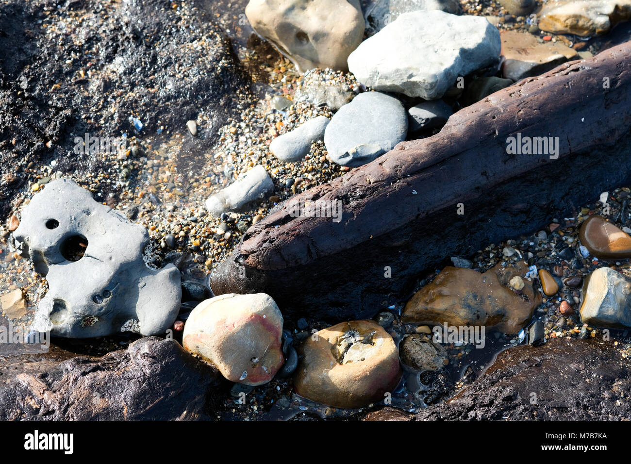 Prehistoric petrified forest unearthed on Redcar beach, UK, by Storm ...