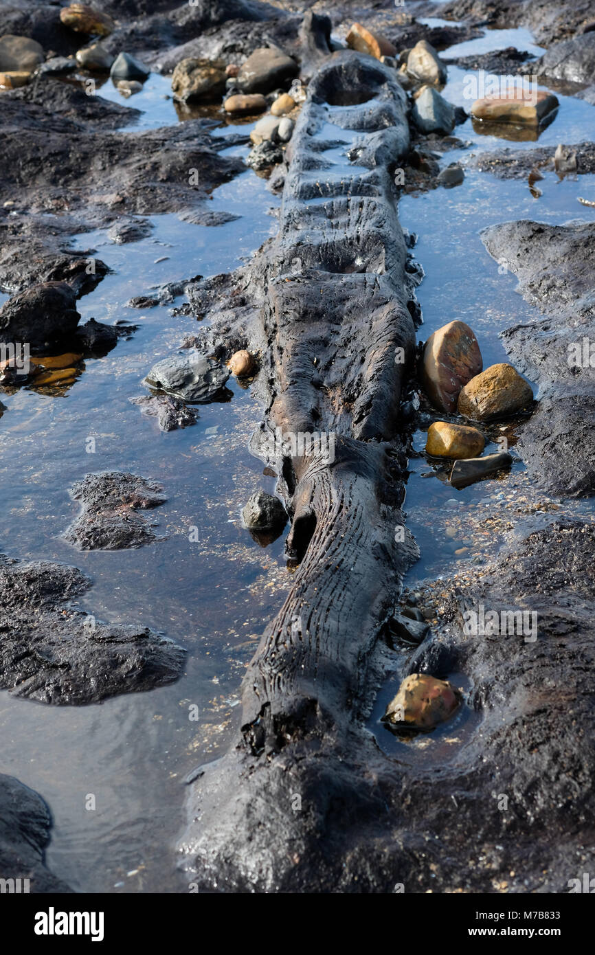 Prehistoric petrified forest unearthed on Redcar beach, UK, by Storm ...