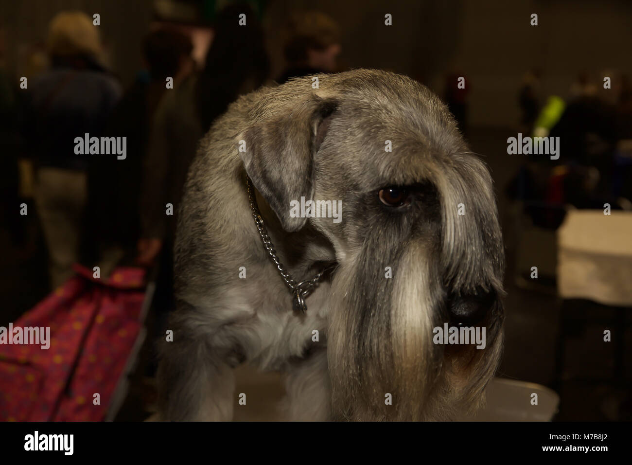 Birmingham,UK,10th March 2018,Crufts presented by the Kennel Club at ...